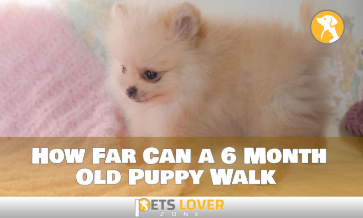 Walking Your Puppy: How Far Can a 6 Month Old Puppy Walk