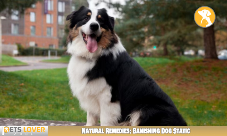 How to Get Rid of Static on Dogs: Expert Tips to Follow